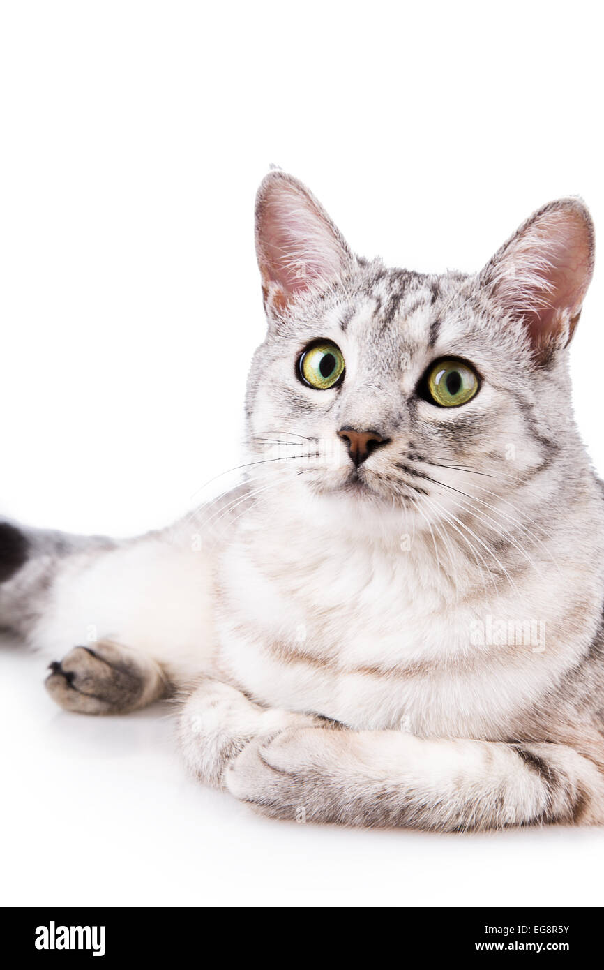 gray striped tabby cat Isolated on white background Stock Photo - Alamy