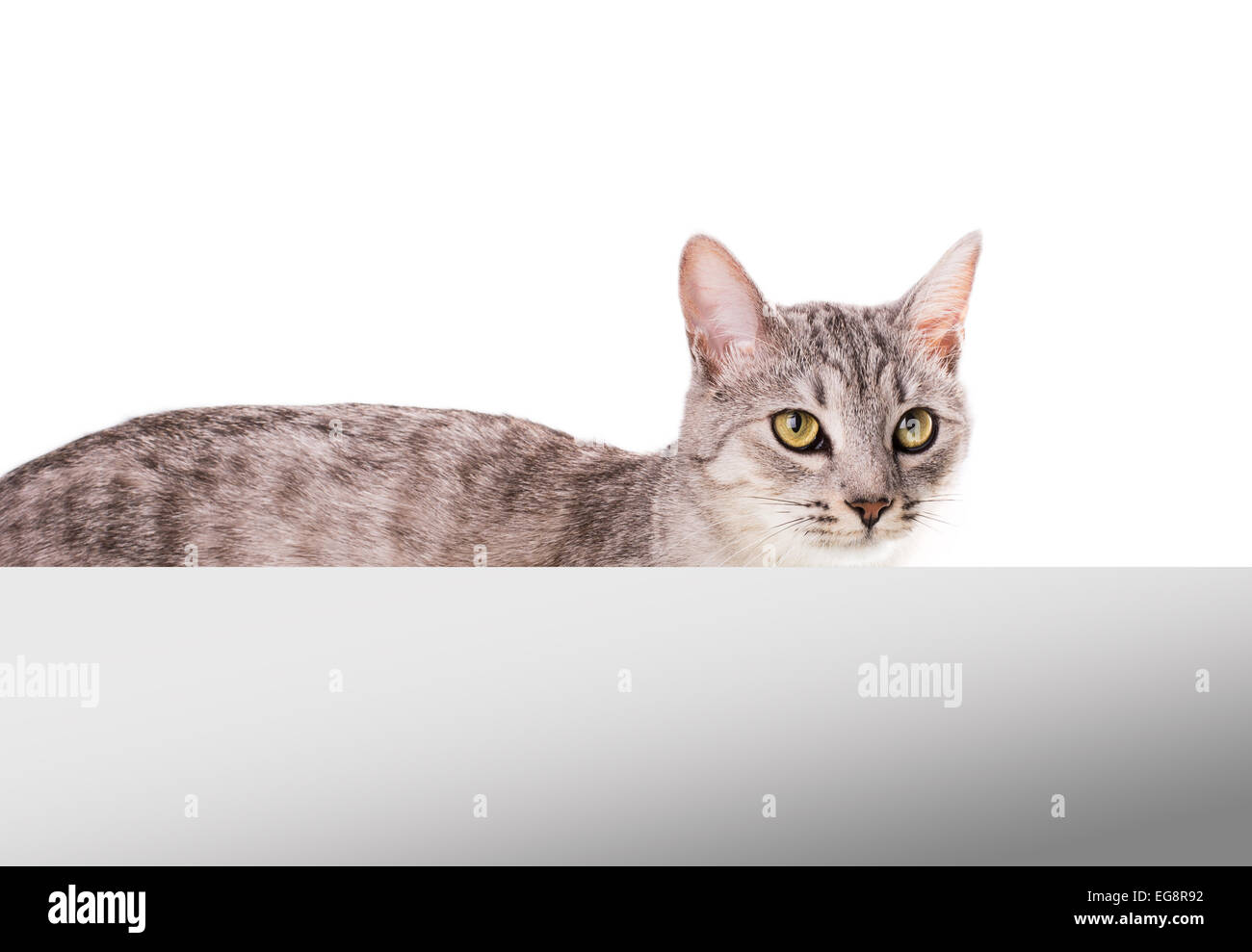 cat kitten isolated blank poster background Stock Photo - Alamy
