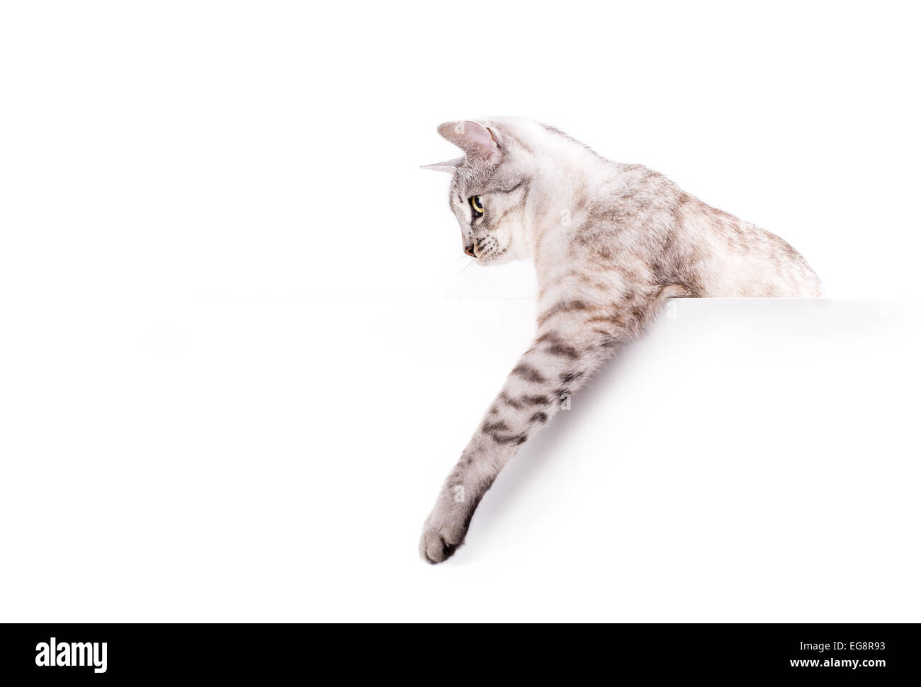 cat blank poster isolated on white background Stock Photo - Alamy