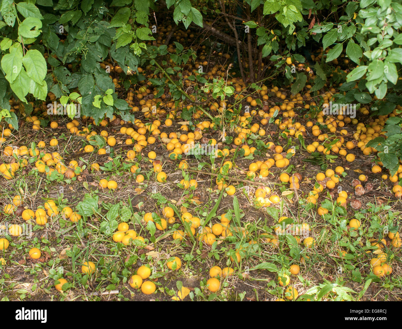 Wind fall fruit hi-res stock photography and images - Alamy