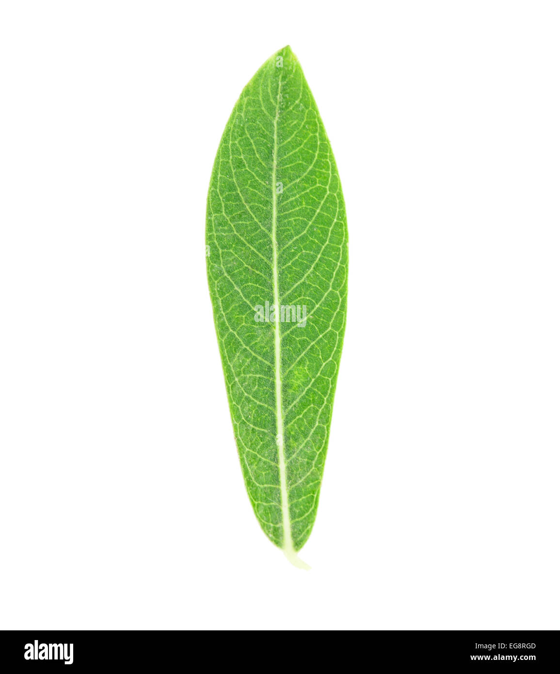leaf isolated on white background Stock Photo - Alamy