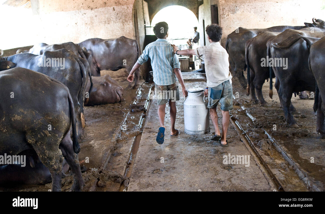 Aarey Milk Colony is a conglomeration of private buffalo dairy farms ...