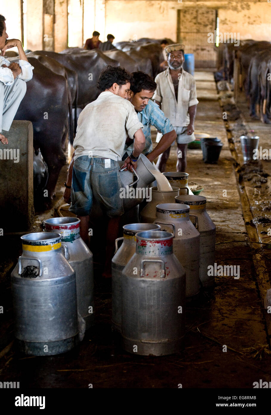 Aarey Milk Colony is a conglomeration of private buffalo dairy farms ...