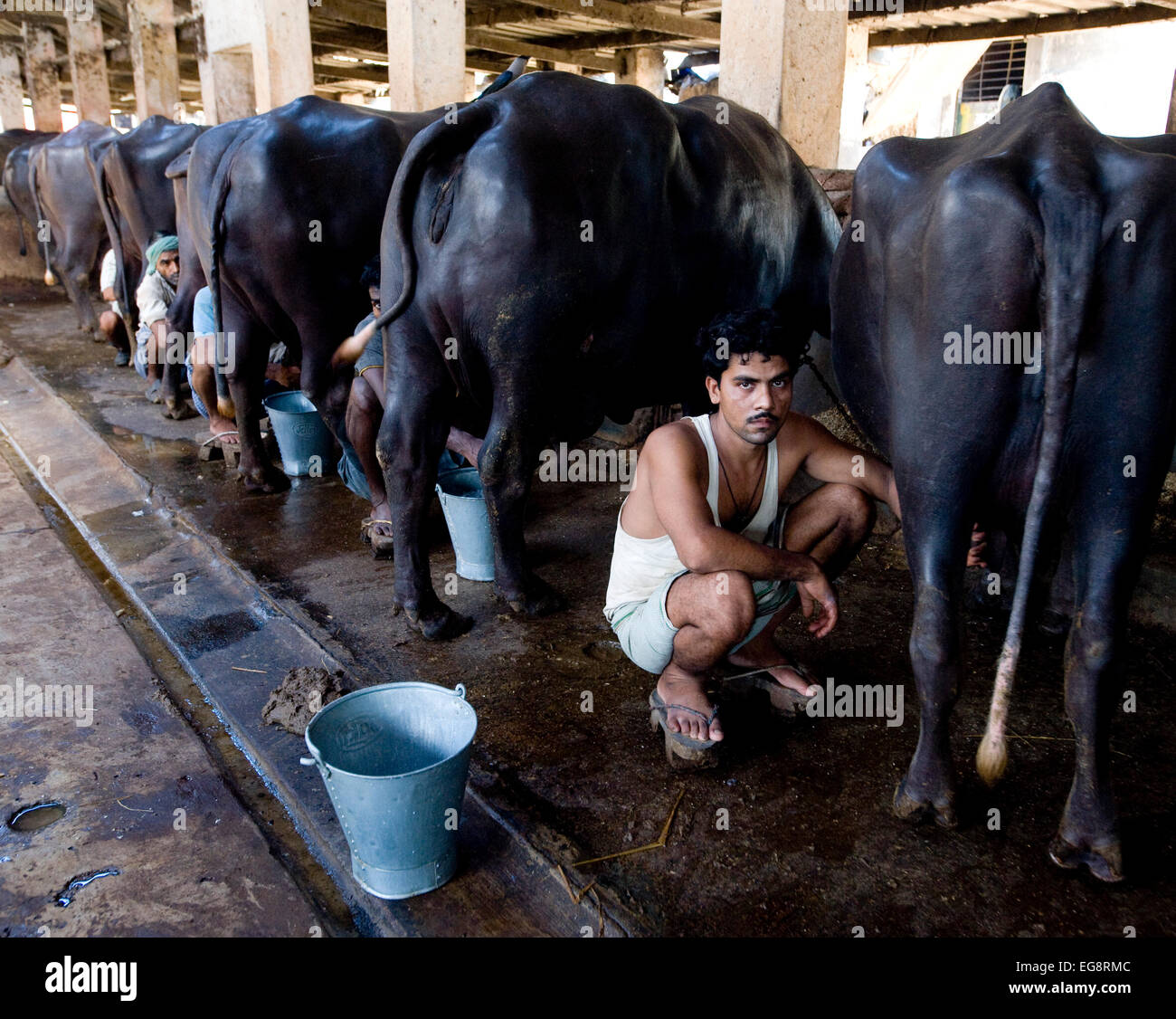 Aarey Milk Colony is a conglomeration of private buffalo dairy farms ...
