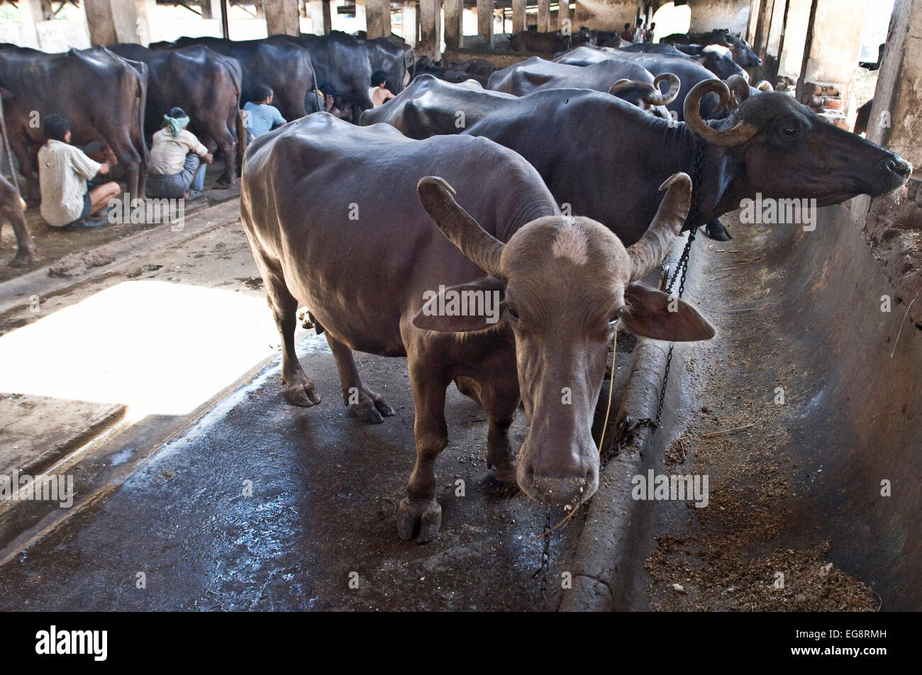 Aarey Milk Colony is a conglomeration of private buffalo dairy farms ...