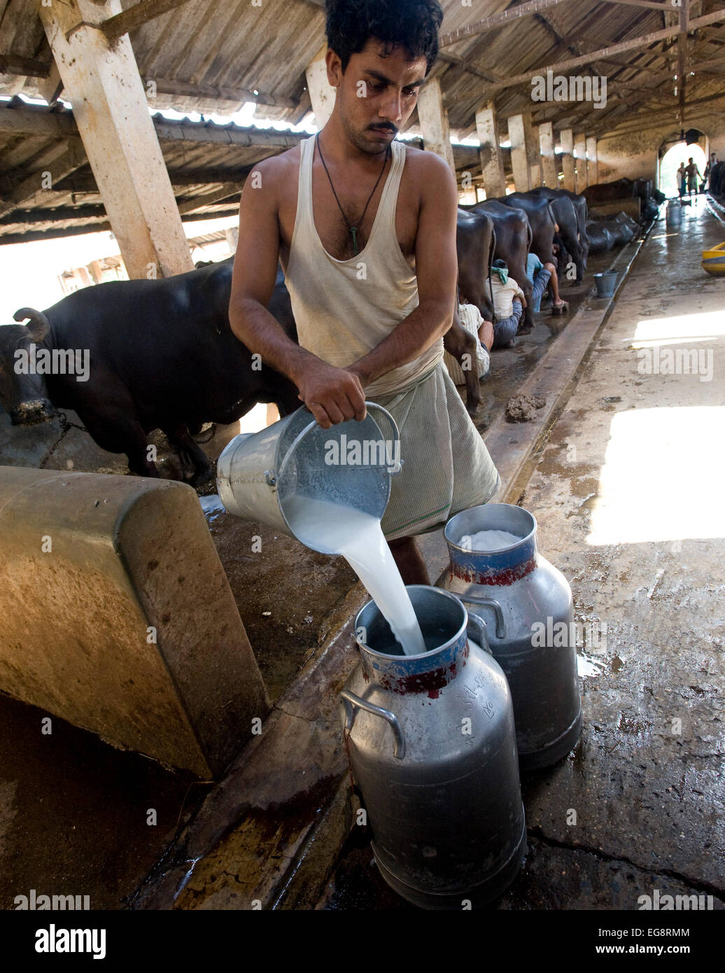 Aarey Milk Colony is a conglomeration of private buffalo dairy farms ...