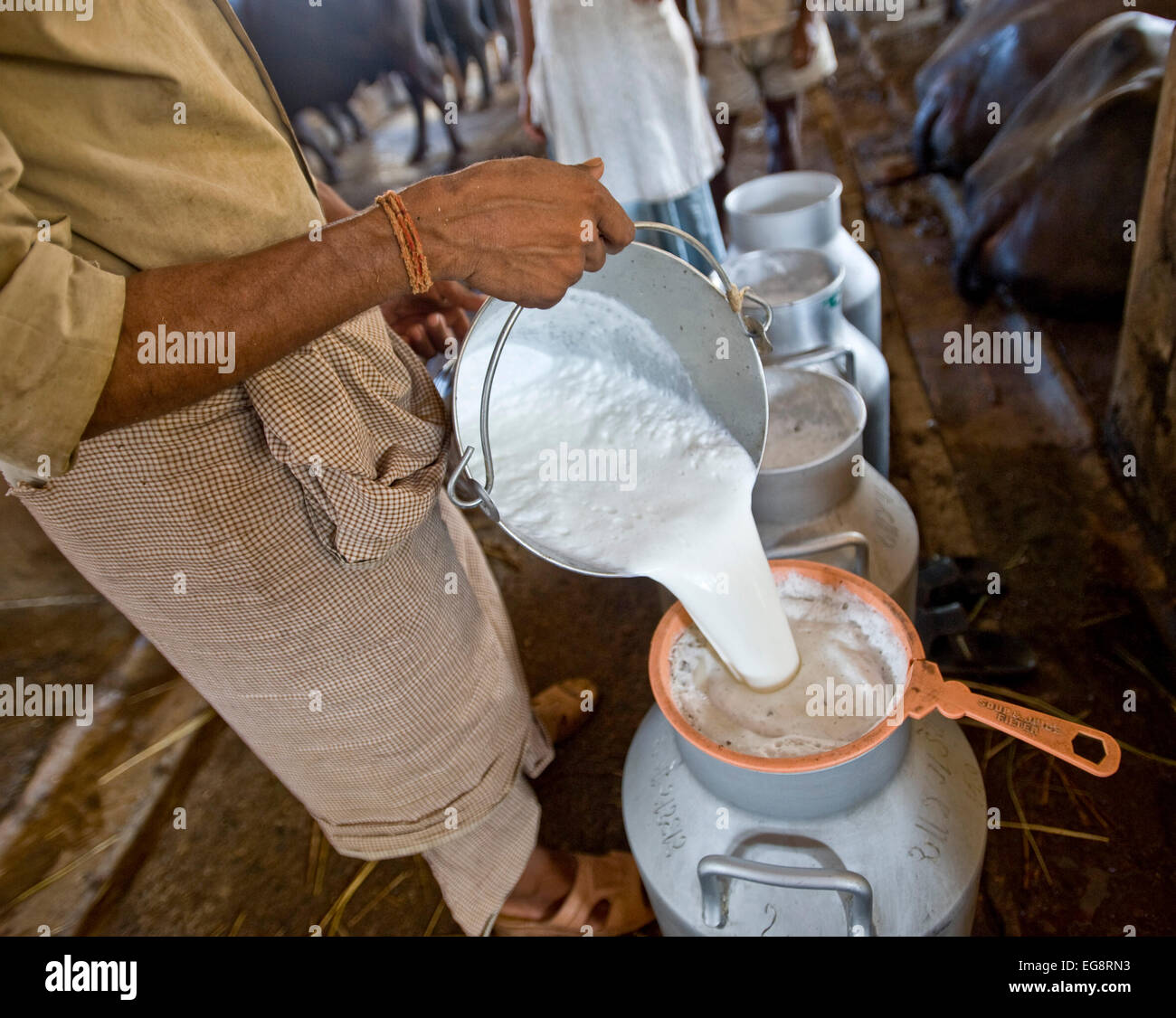 Straining the milk before it is poured into 40 Litre cans . Aarey Milk ...