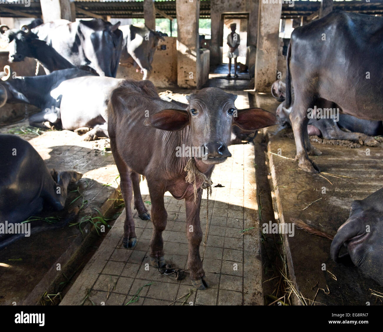 Aarey Milk Colony is a conglomeration of private buffalo dairy farms ...