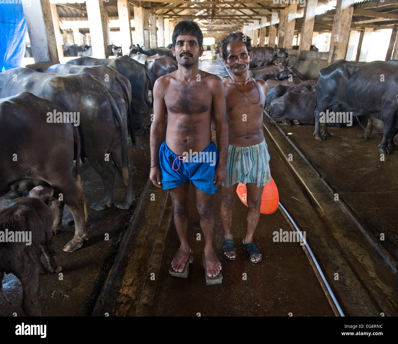 Aarey Milk Colony is a conglomeration of private buffalo dairy farms ...