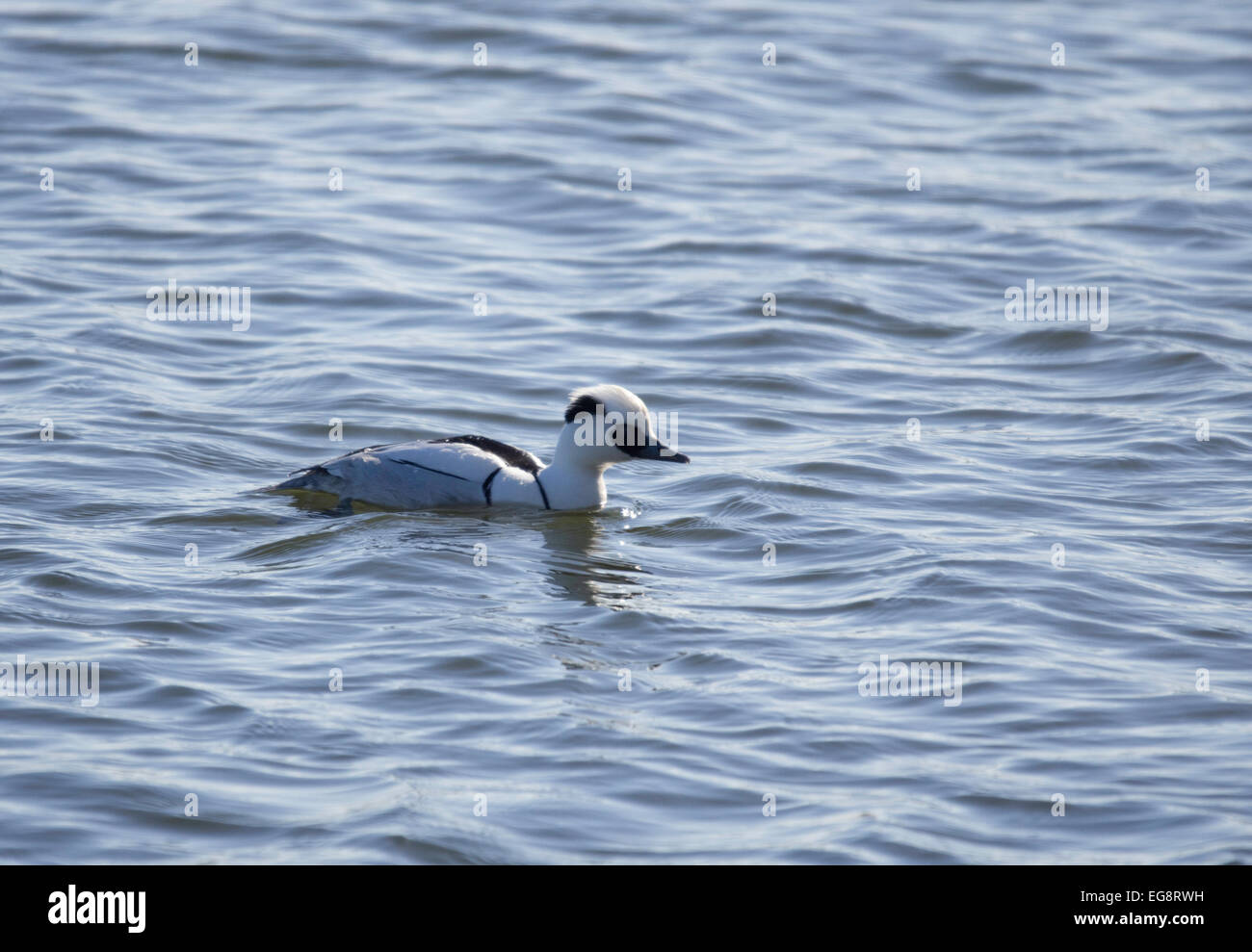 Male smew duck Stock Photo - Alamy