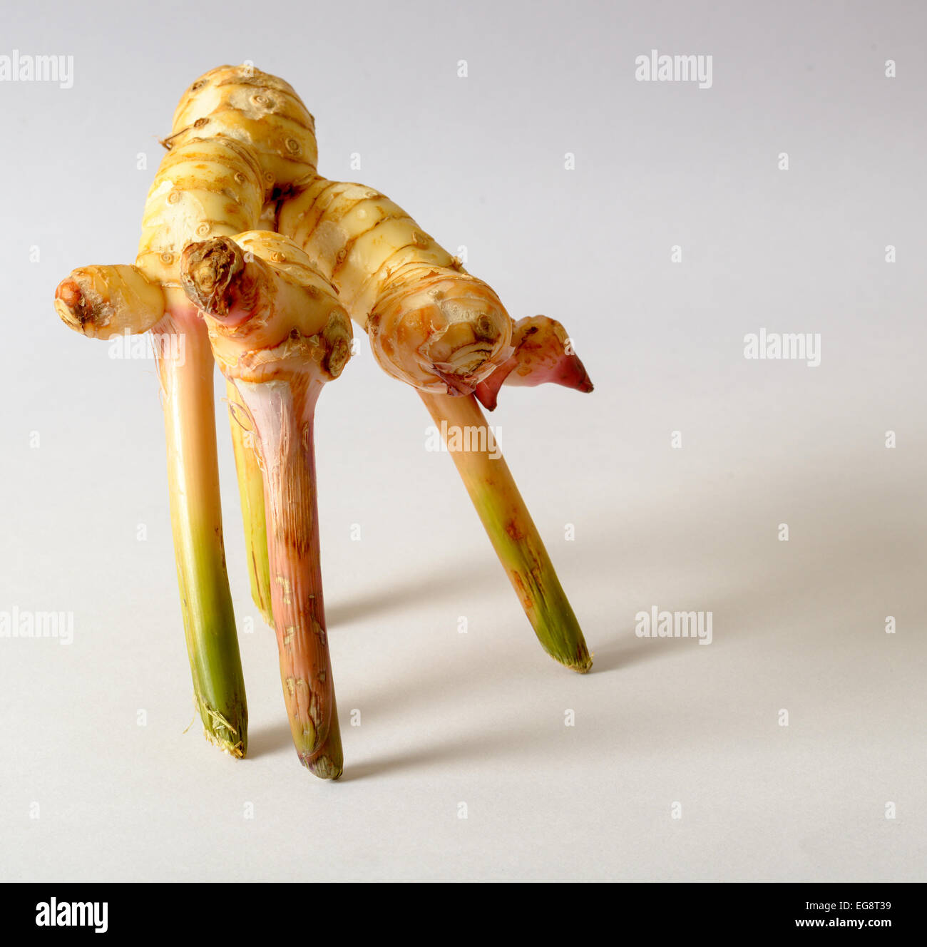 Ginger white hi-res stock photography and images - Alamy