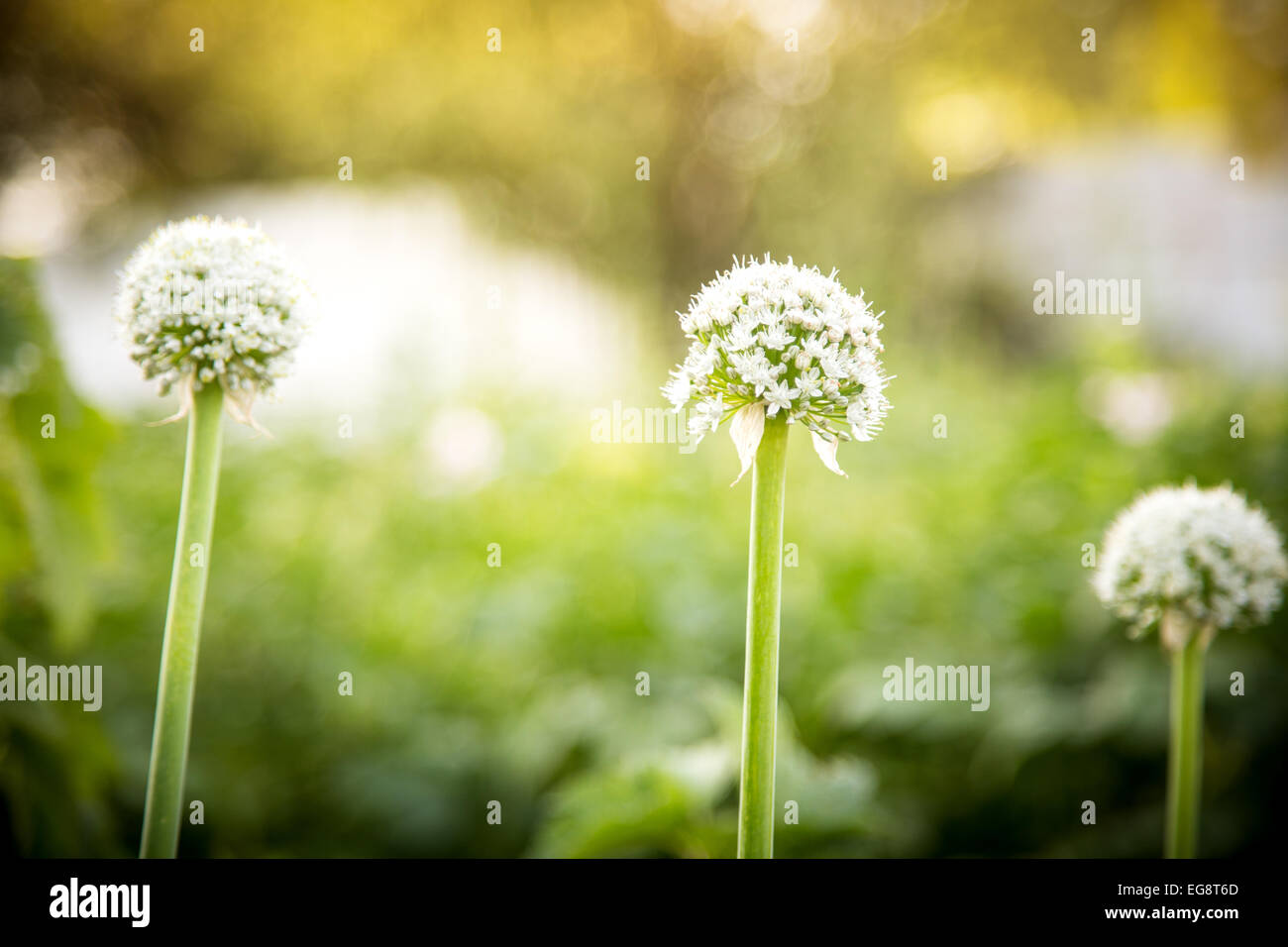 blossom bud of garlic green Stock Photo - Alamy