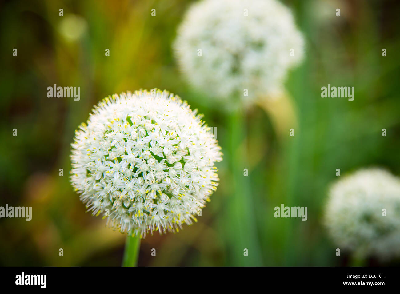 blossom bud of garlic green Stock Photo - Alamy