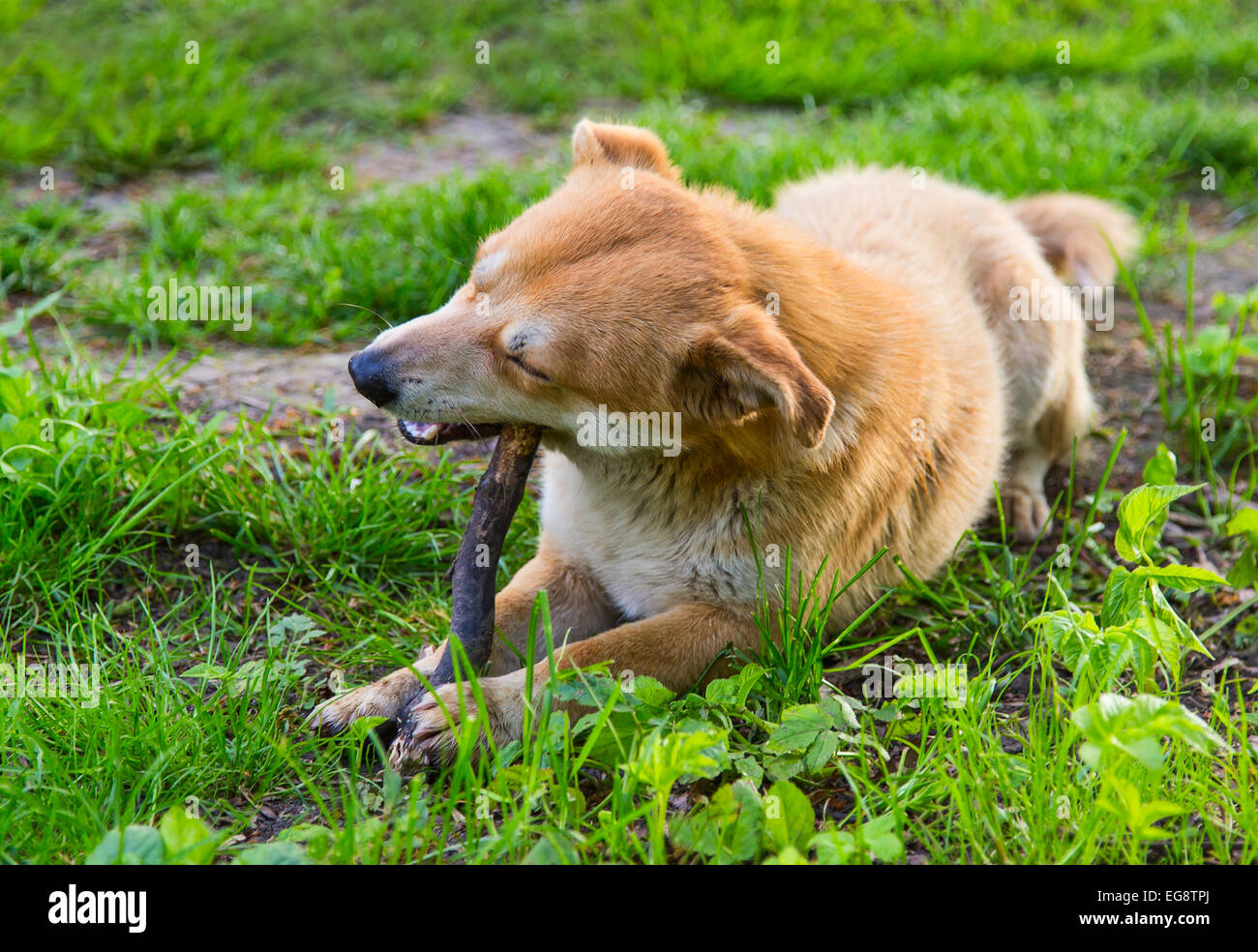 Portrait ginger dog outdoor hi-res stock photography and images - Alamy