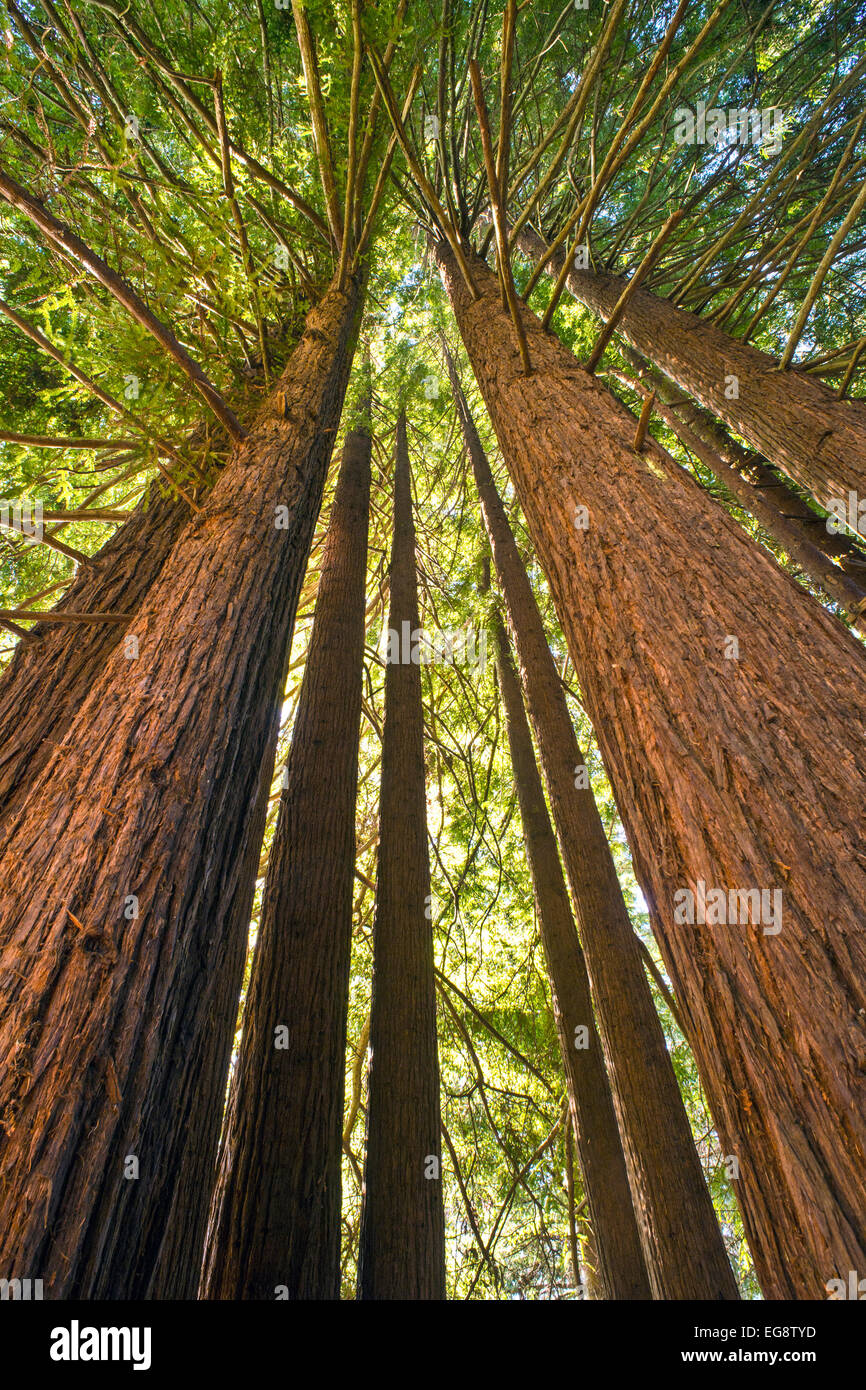 Northern California redwoods Stock Photo - Alamy