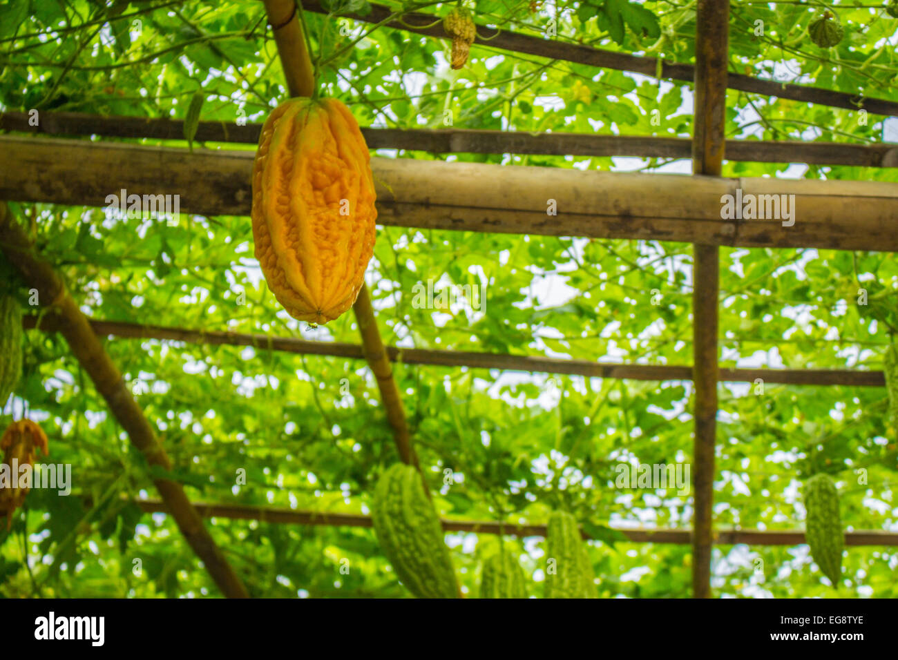 Bitter fruit hi-res stock photography and images - Alamy