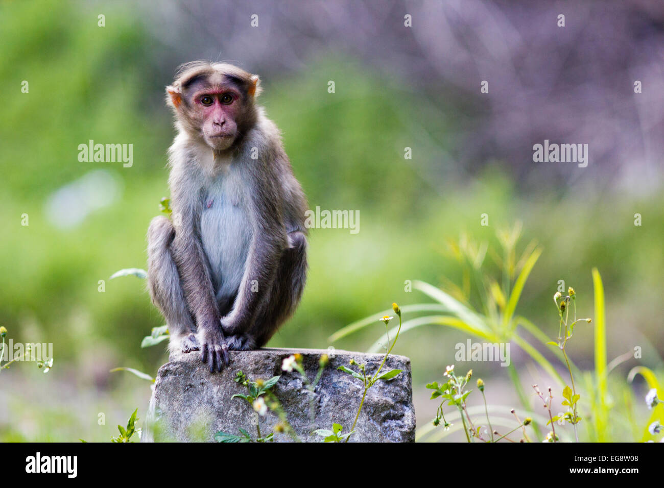 Monkey rock hi-res stock photography and images - Alamy