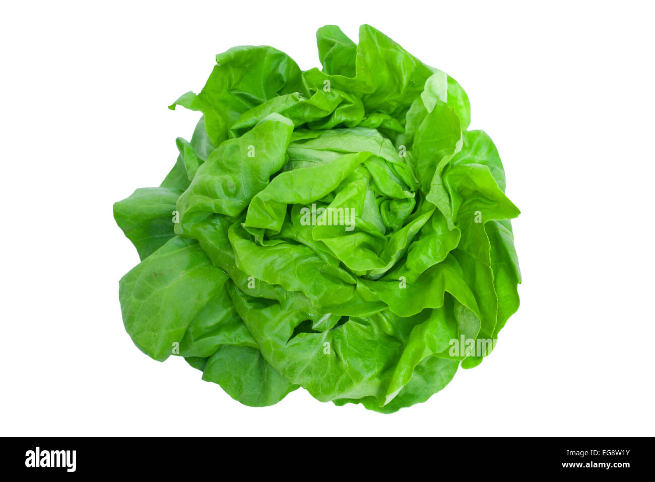 Separated fresh green salad with white backround Stock Photo - Alamy