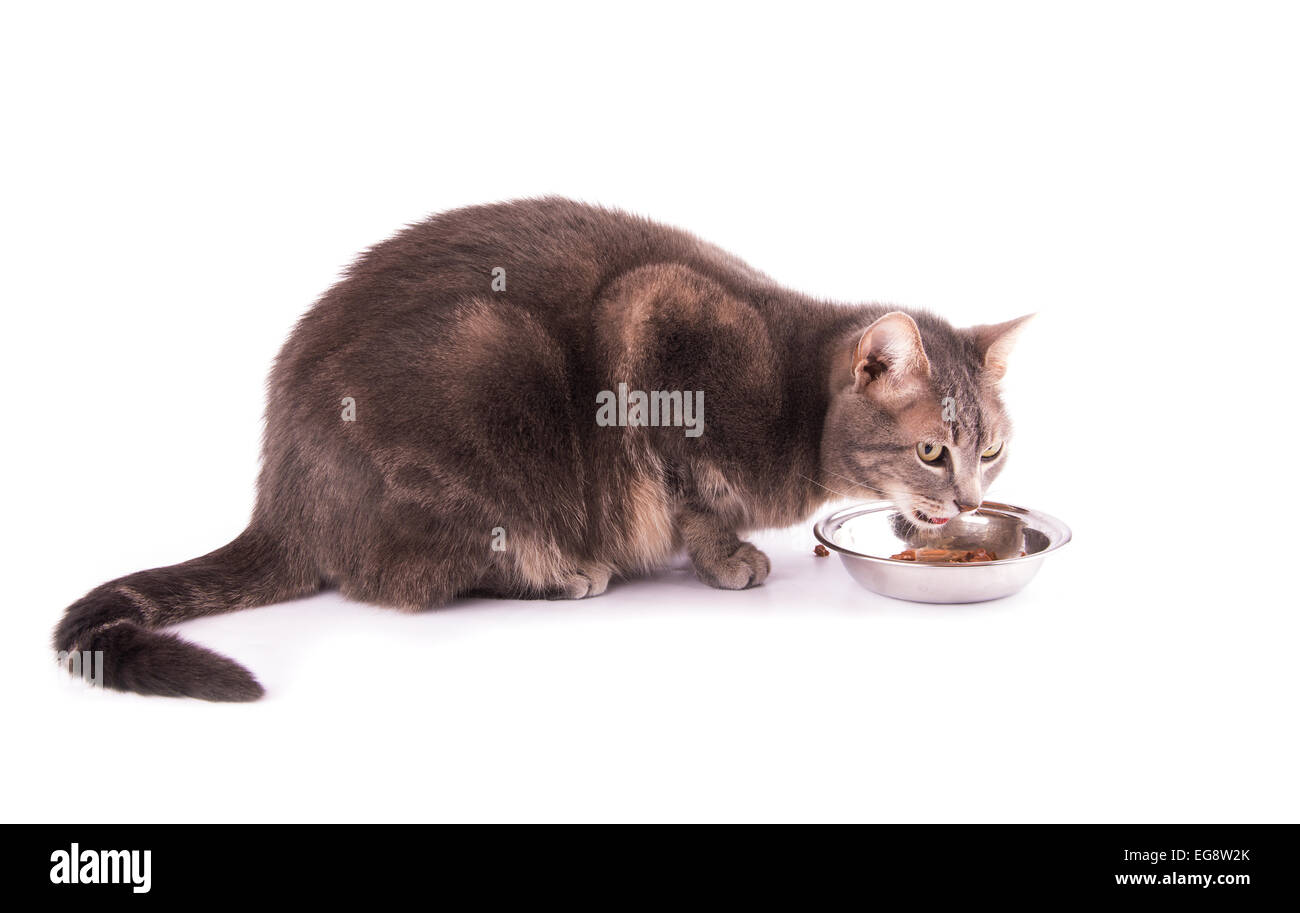 Side shot of a blue tabby cat eating from a bowl, on white Stock Photo ...