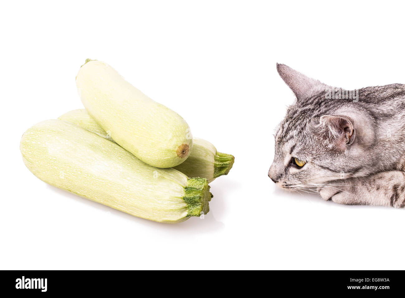 curious cat and zucchini Isolated on white background Stock Photo - Alamy