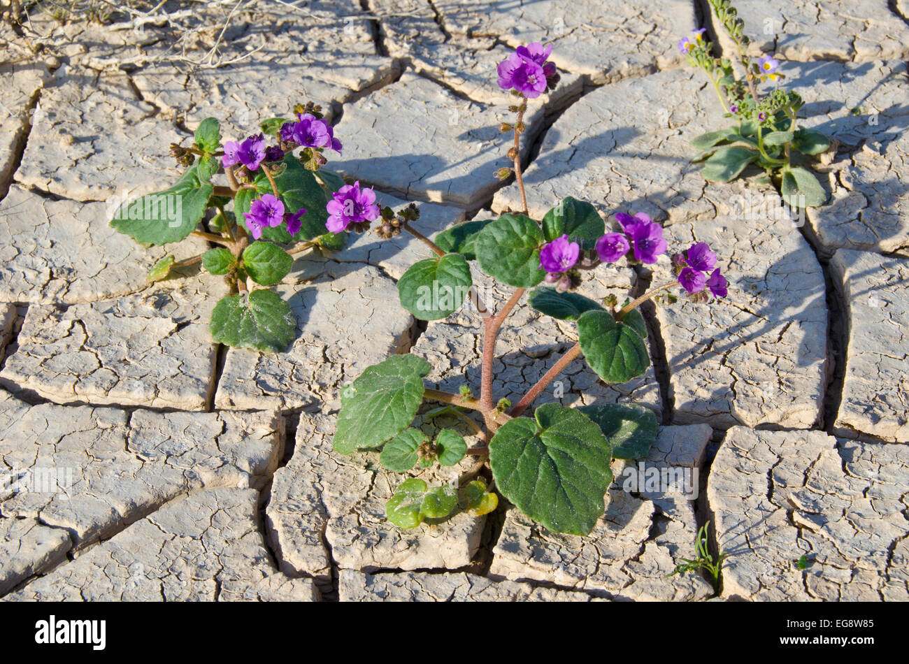 Purple desert flower hi-res stock photography and images - Alamy