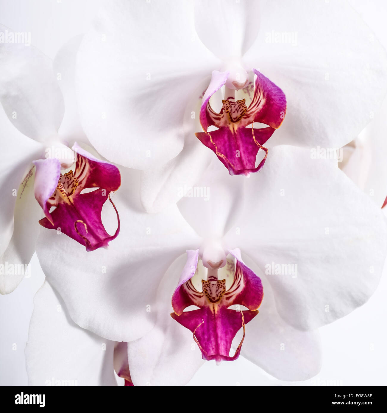 Flowers with bilateral symmetry hi-res stock photography and images - Alamy