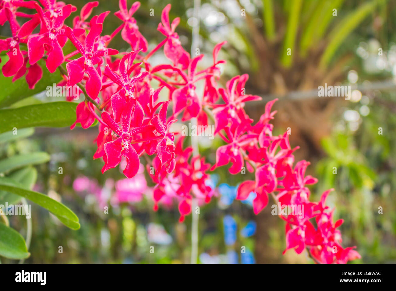 Colorful red flowers in the garden Stock Photo - Alamy