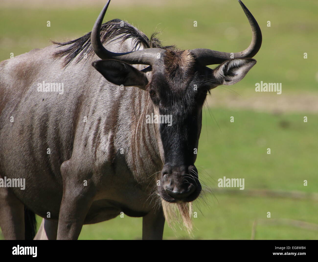 Eastern white-bearded Wildebeest or Gnu (Connochaetes taurinus ...