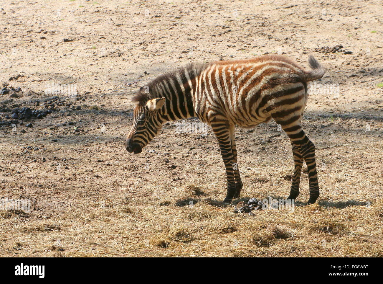 Young Grant's zebra foal (Equus quagga boehmi Stock Photo - Alamy