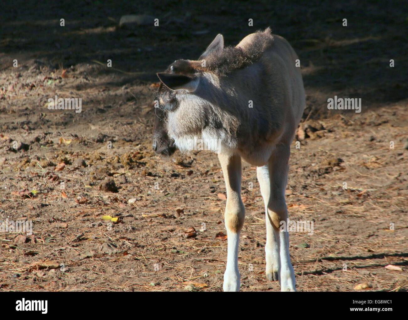 Bearded antelopes hi-res stock photography and images - Alamy