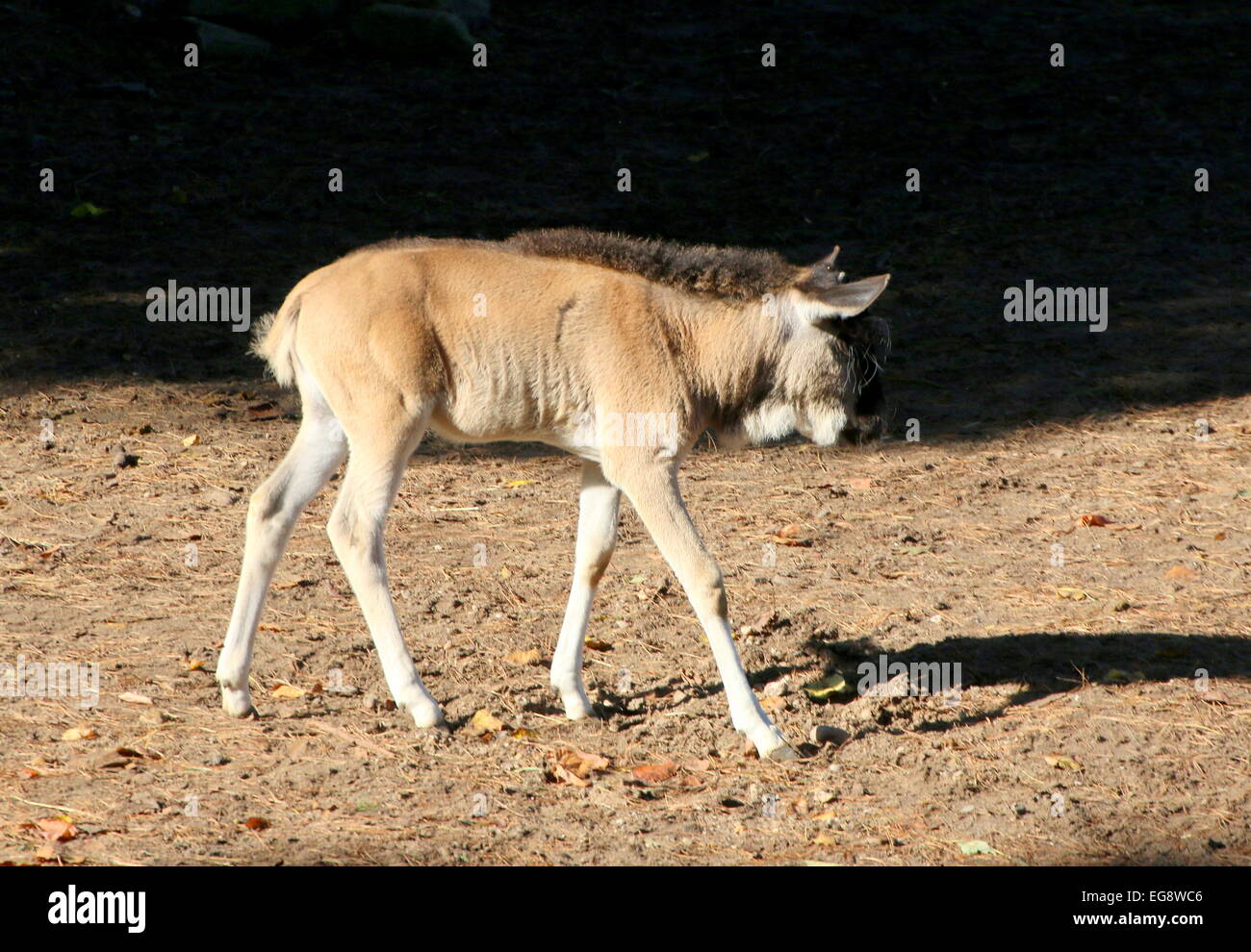 Bearded antelopes hi-res stock photography and images - Alamy