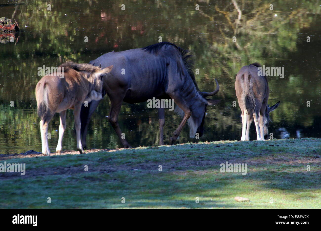 Three Eastern white bearded Wildebeests or Gnus (Connochaetes taurinus ...