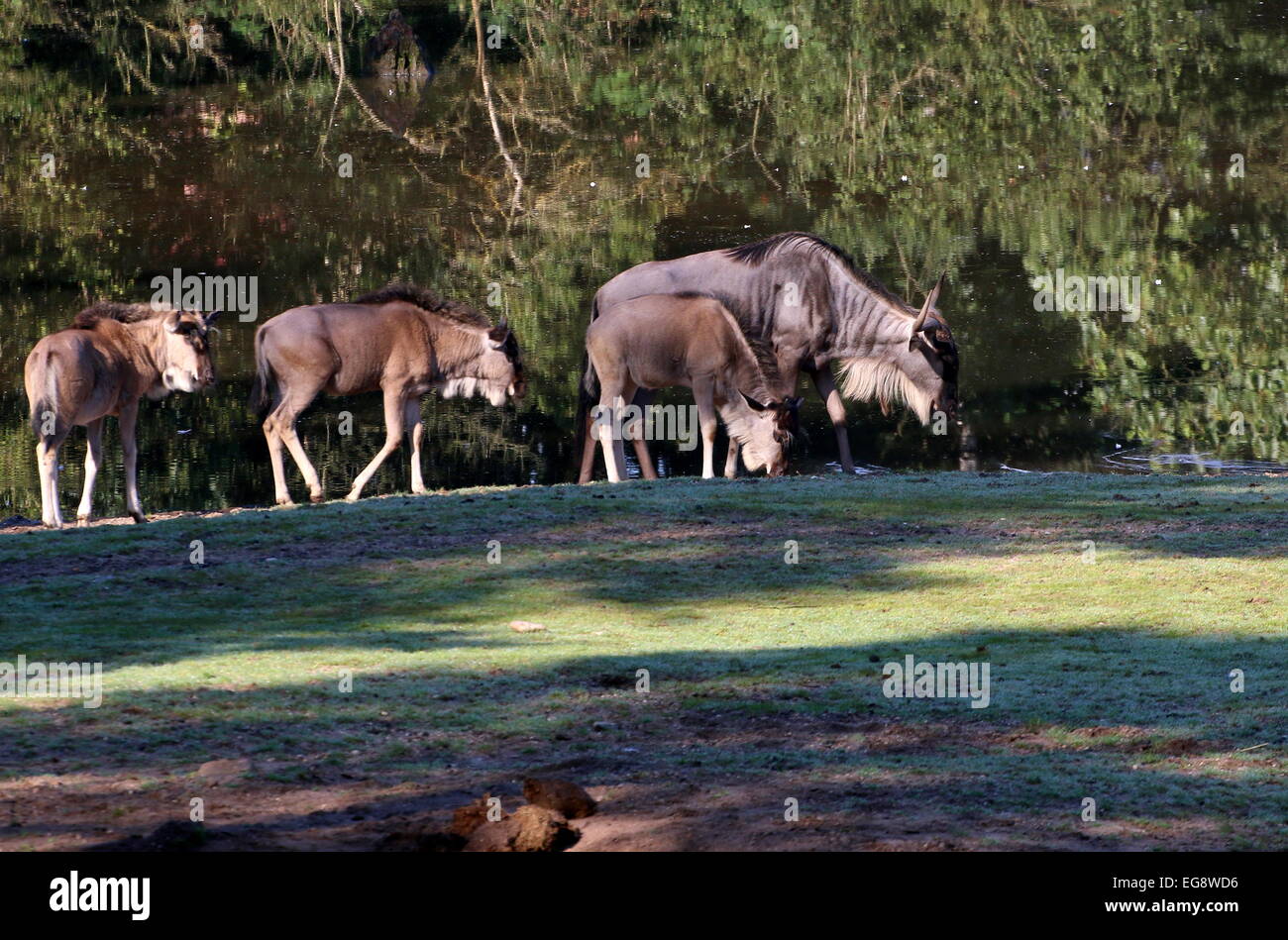 Four Eastern white-bearded Wildebeests or Gnus (Connochaetes taurinus ...