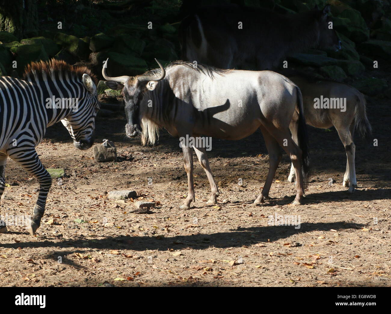 Eastern white-bearded Wildebeest or Gnu (Connochaetes taurinus ...