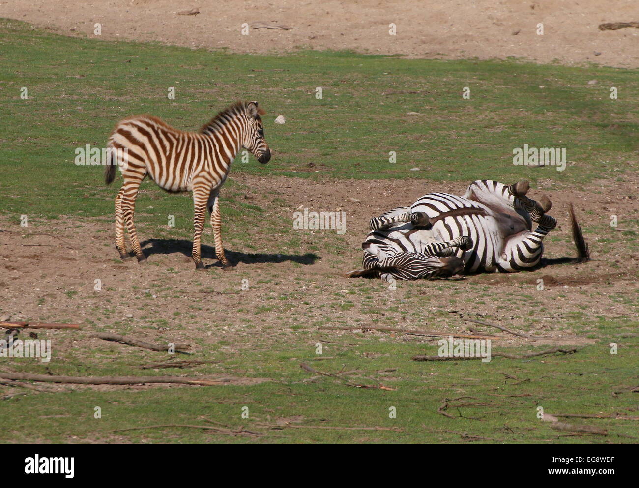 Zebra looking back hi-res stock photography and images - Alamy