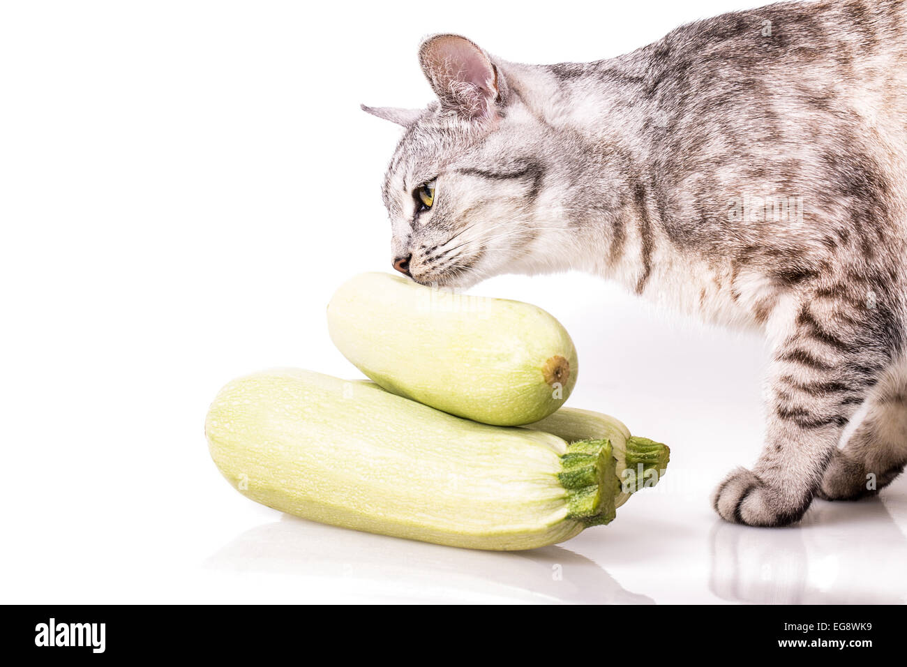 curious cat and zucchini Isolated on white background Stock Photo - Alamy
