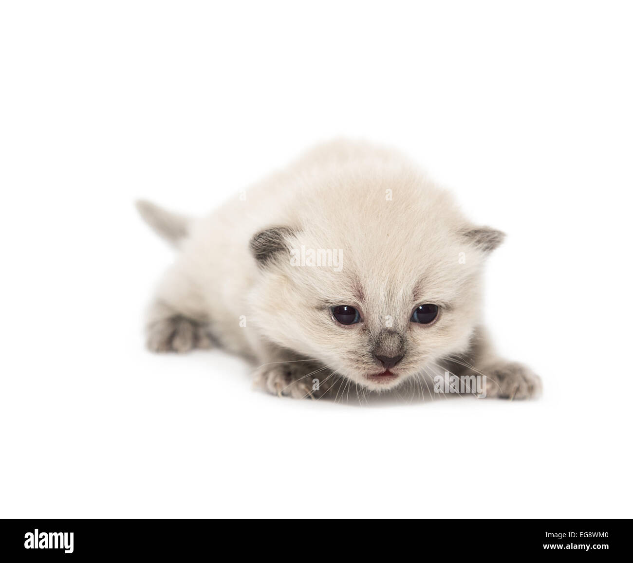 kitten white cat background isolated young small Stock Photo - Alamy