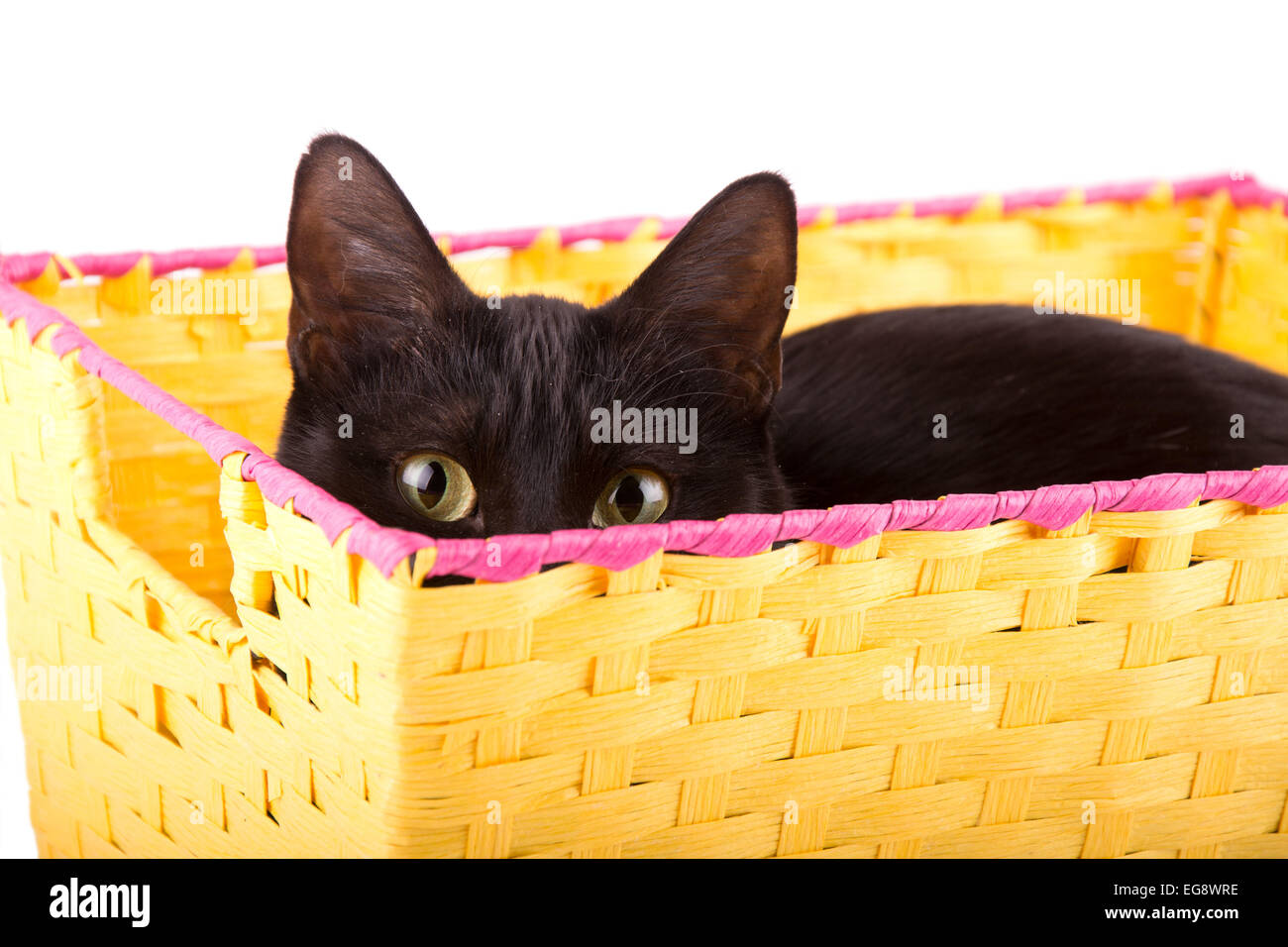 Keen yellow eyes of a black cat curiously peeking over the edge of a ...