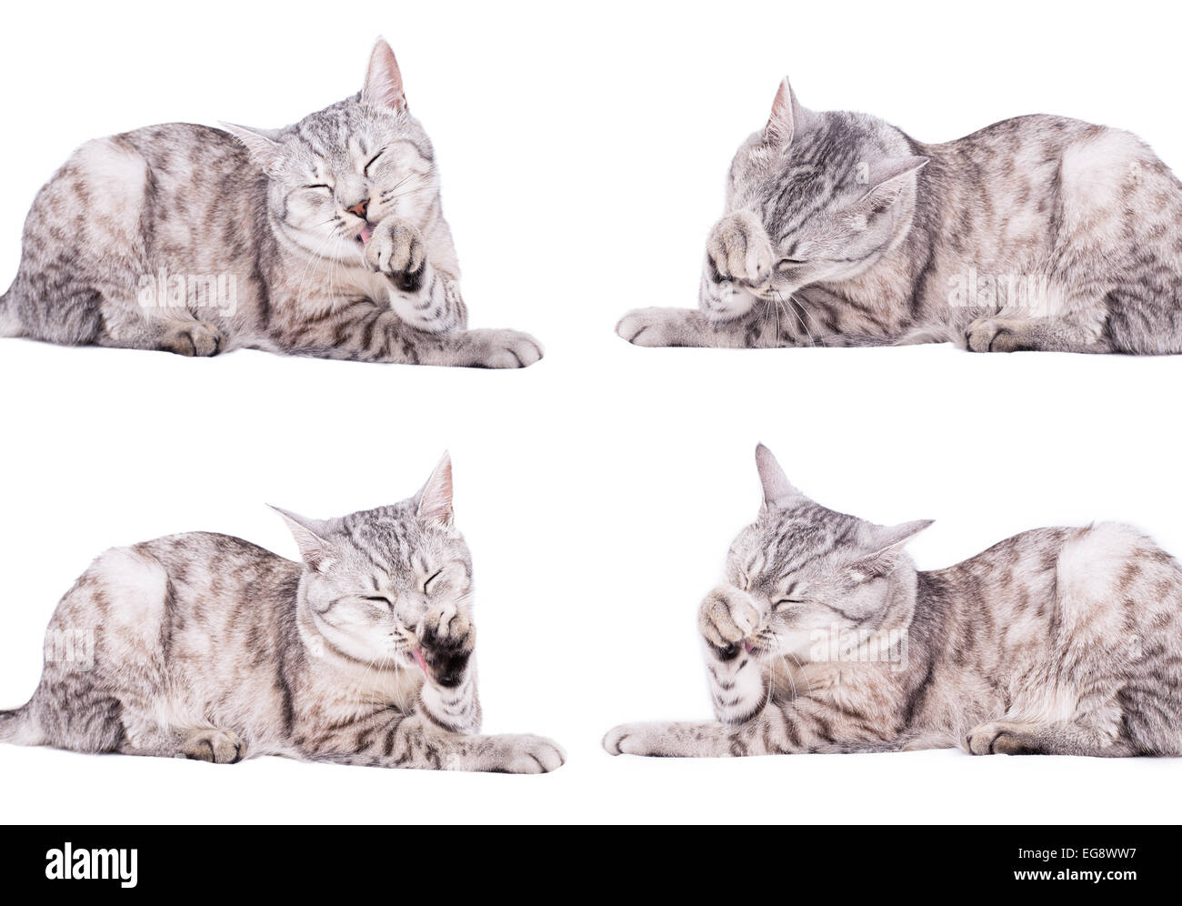 gray tabby cat European portrait Stock Photo - Alamy