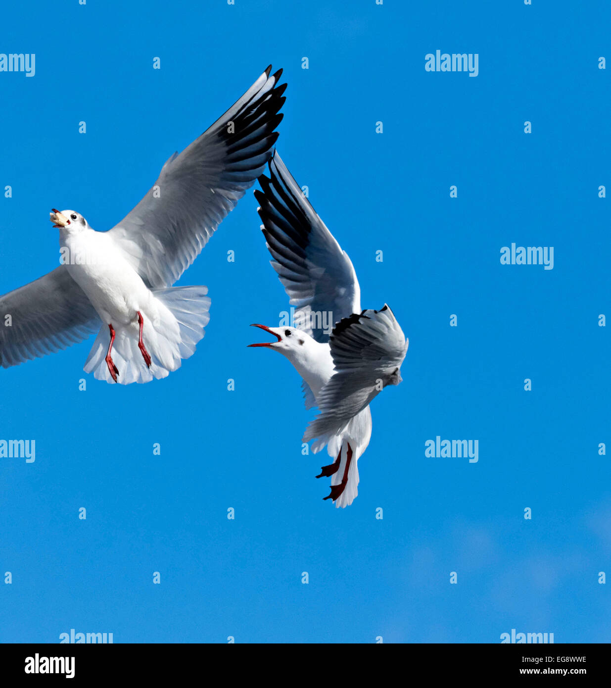 Flying seagull with bread (food) in beak being challenging by another ...