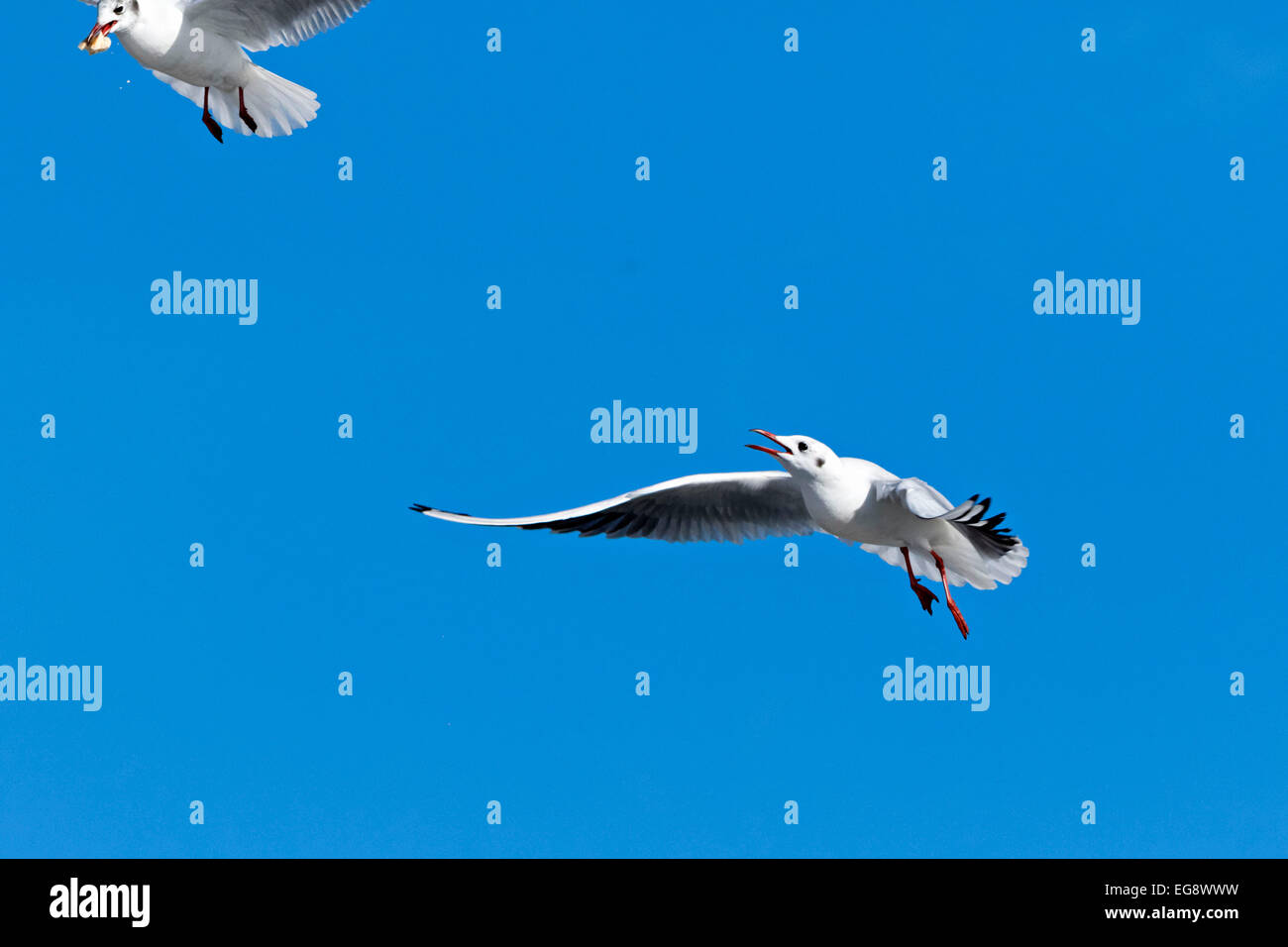 Flying seagull with bread (food) in beak being challenging by another ...