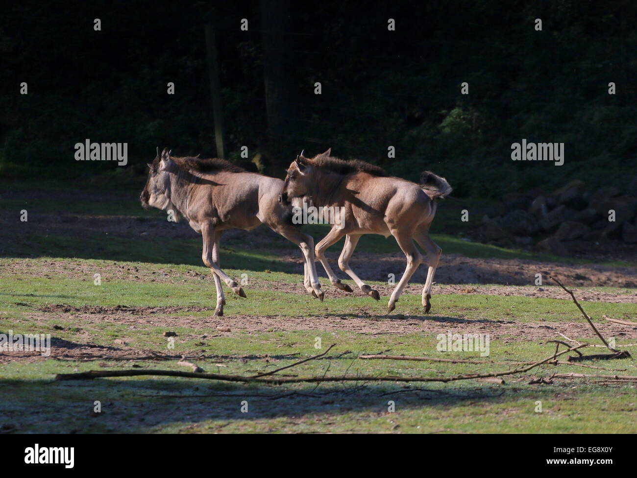 Stampede wildebeest hi-res stock photography and images - Alamy