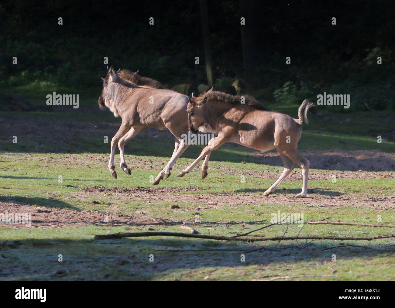 Two young Eastern white-bearded Wildebeest calves running at full speed ...