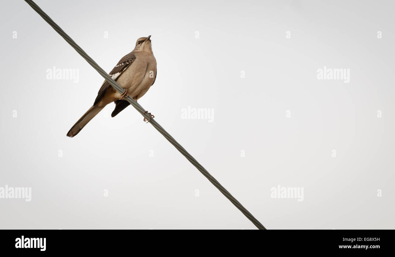 Mockingbird hi-res stock photography and images - Alamy