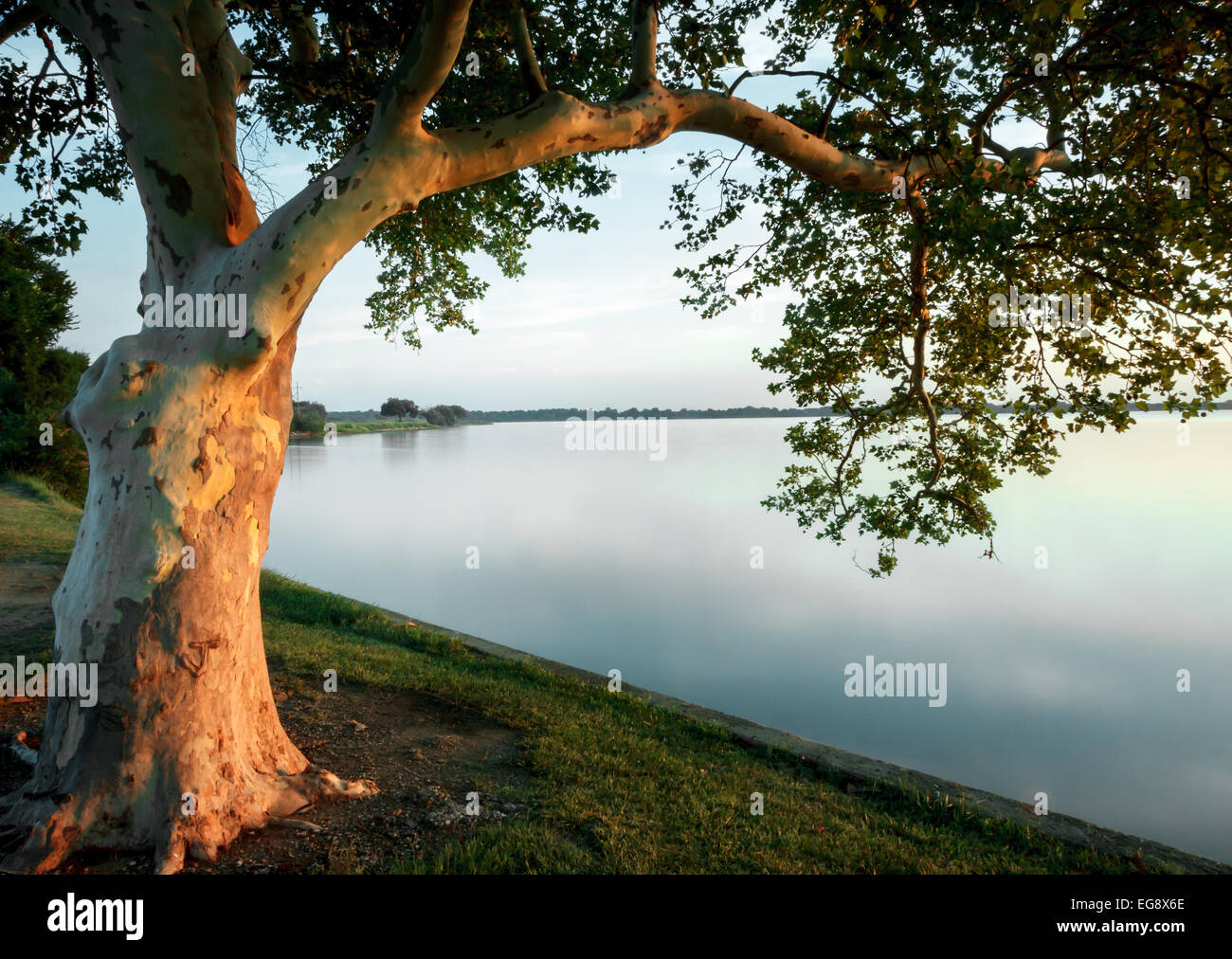 A sycamore tree glows in the morning light by a lake Stock Photo - Alamy