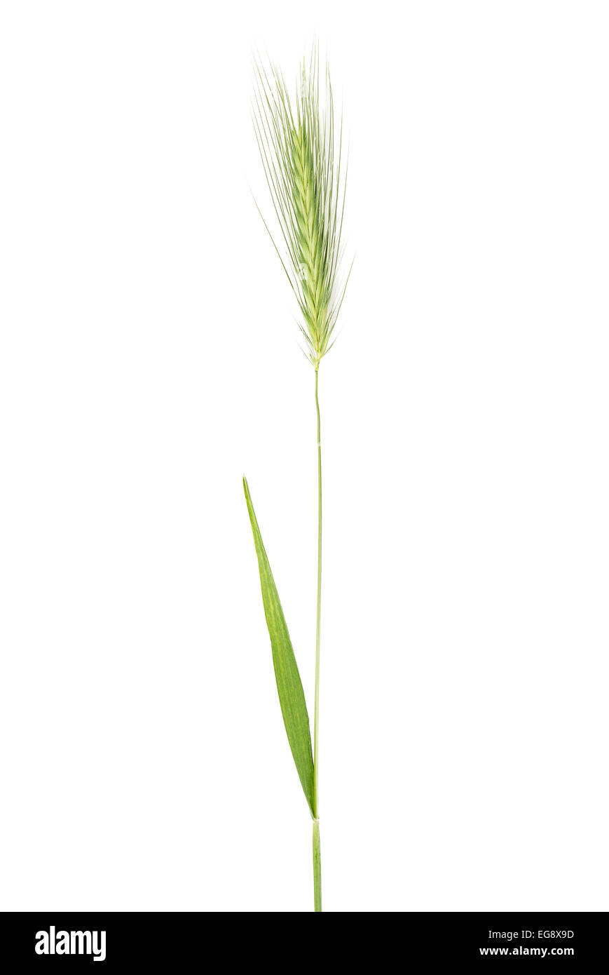 Spikelet texture Cut Out Stock Images & Pictures - Alamy