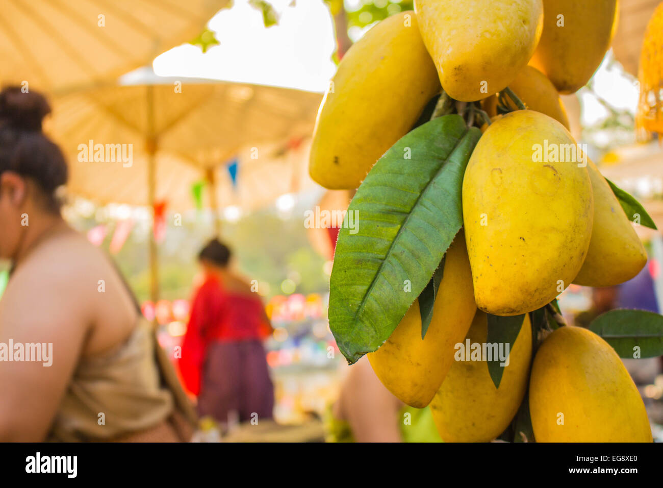 Hanging mangoes hi-res stock photography and images - Alamy