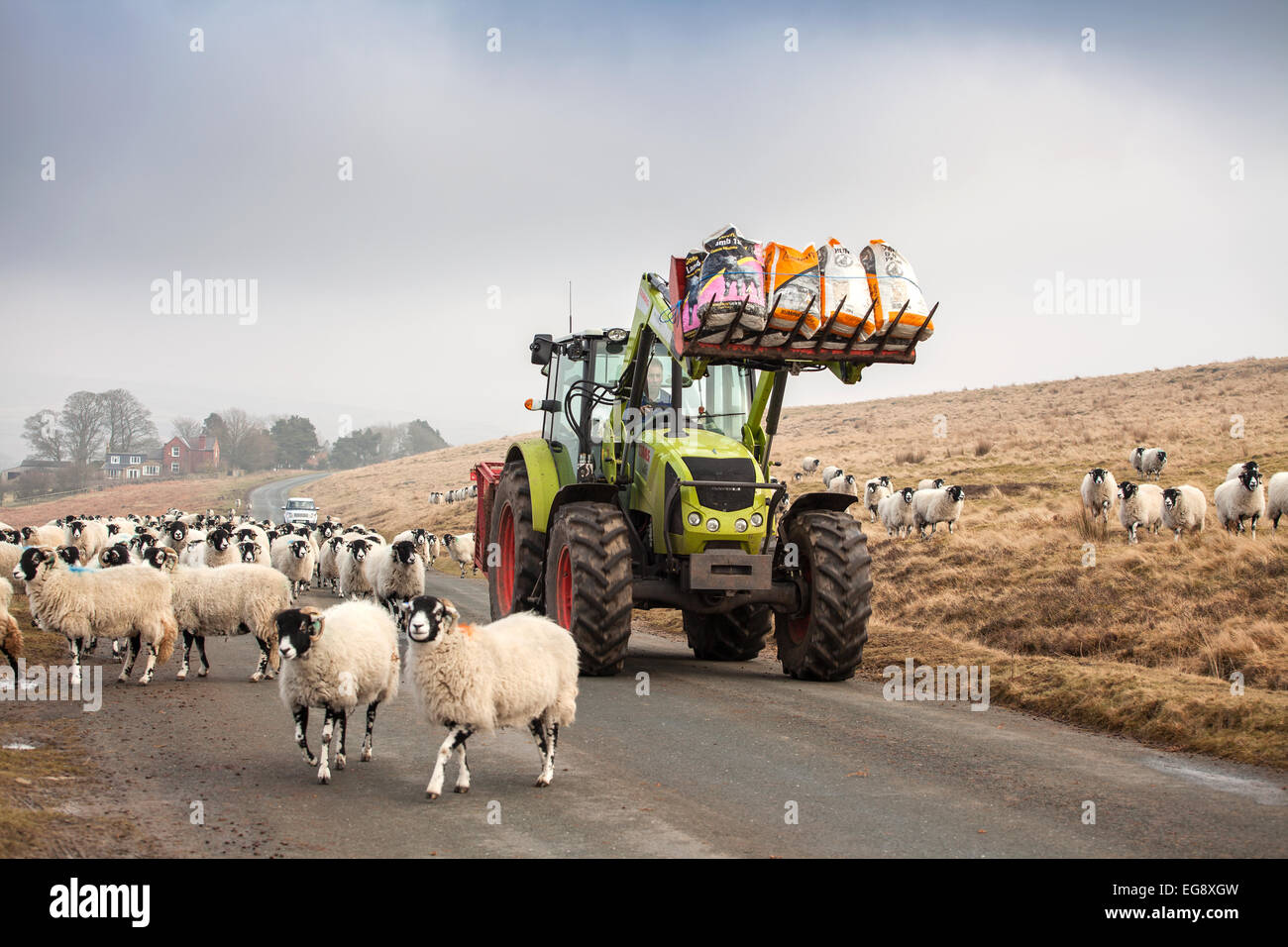 farmer green tractor bringing supplementary sacks of cob winter feed ...