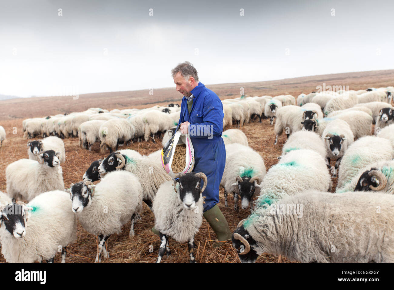 Farmer feeding Swaledale sheep with supplementary sack of cob feed ...
