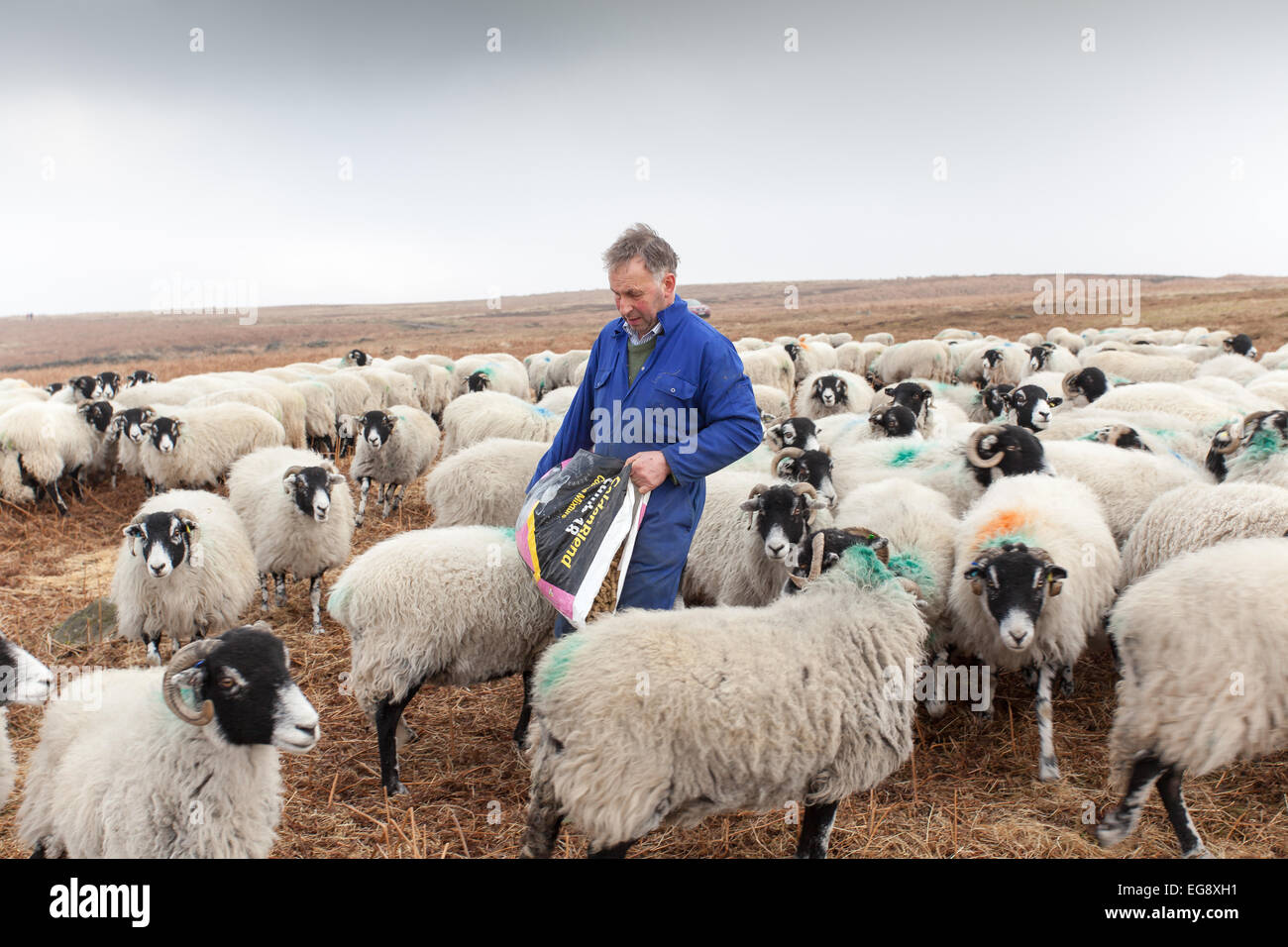 Farmer feeding Swaledale sheep with supplementary sack of cob feed ...